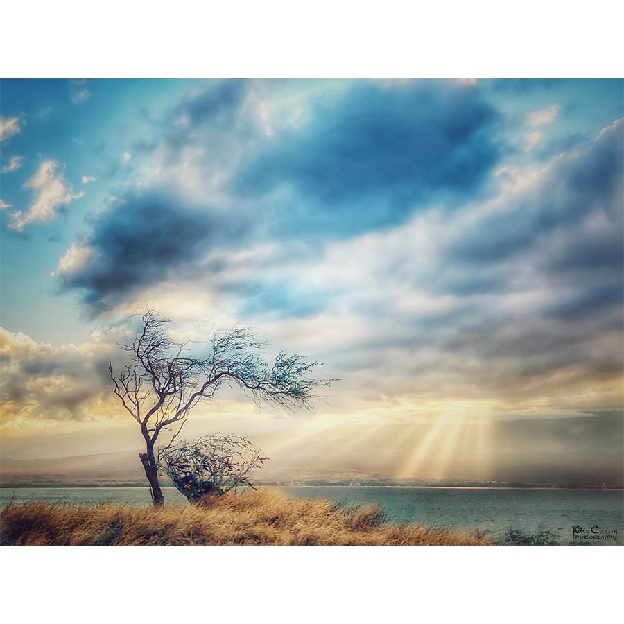 Pat Corlin | Marblehead Arts Association